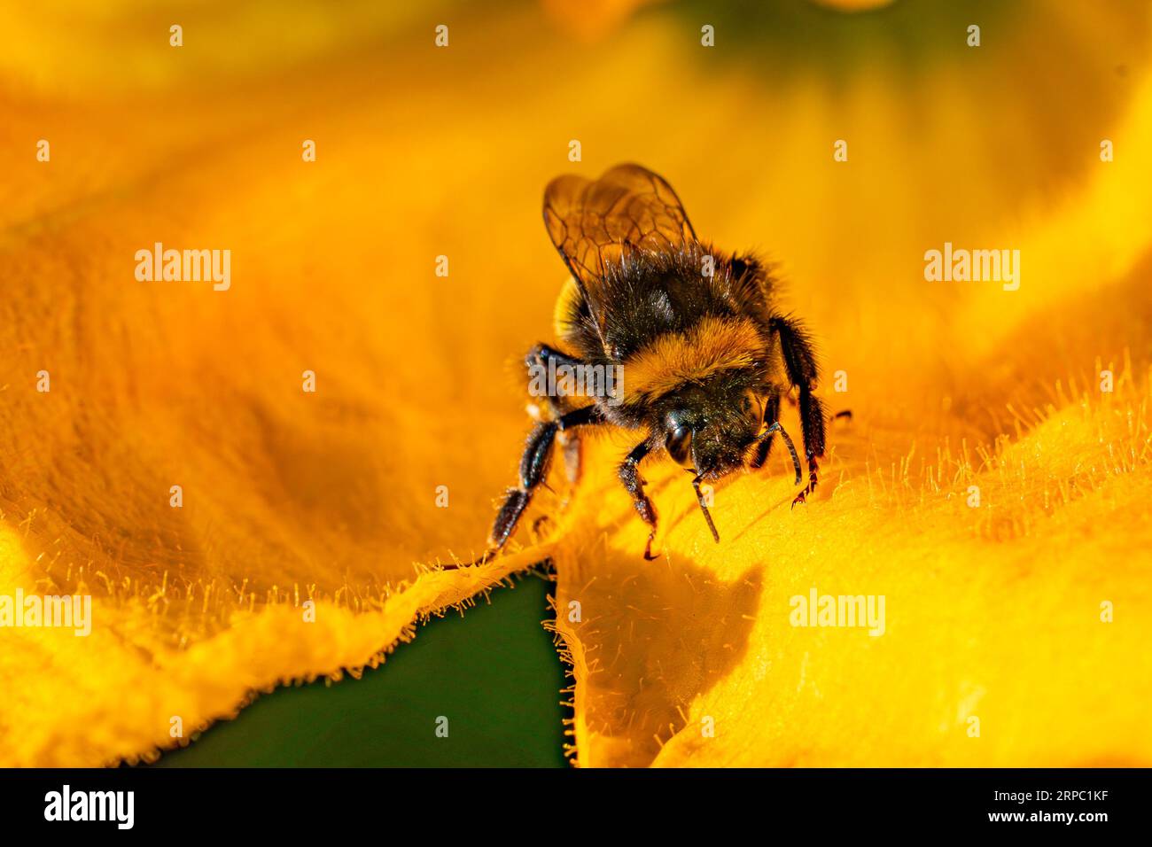A bee collects pollen in the early morning sun and rests on the petal ...