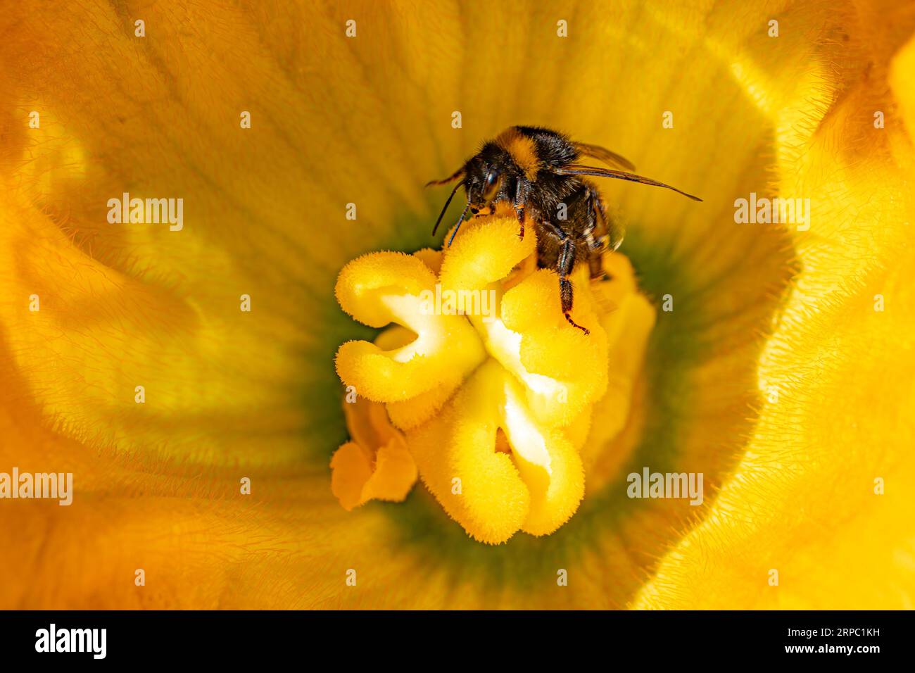 A bee collects pollen in the early morning sun inside a courgette plant ...