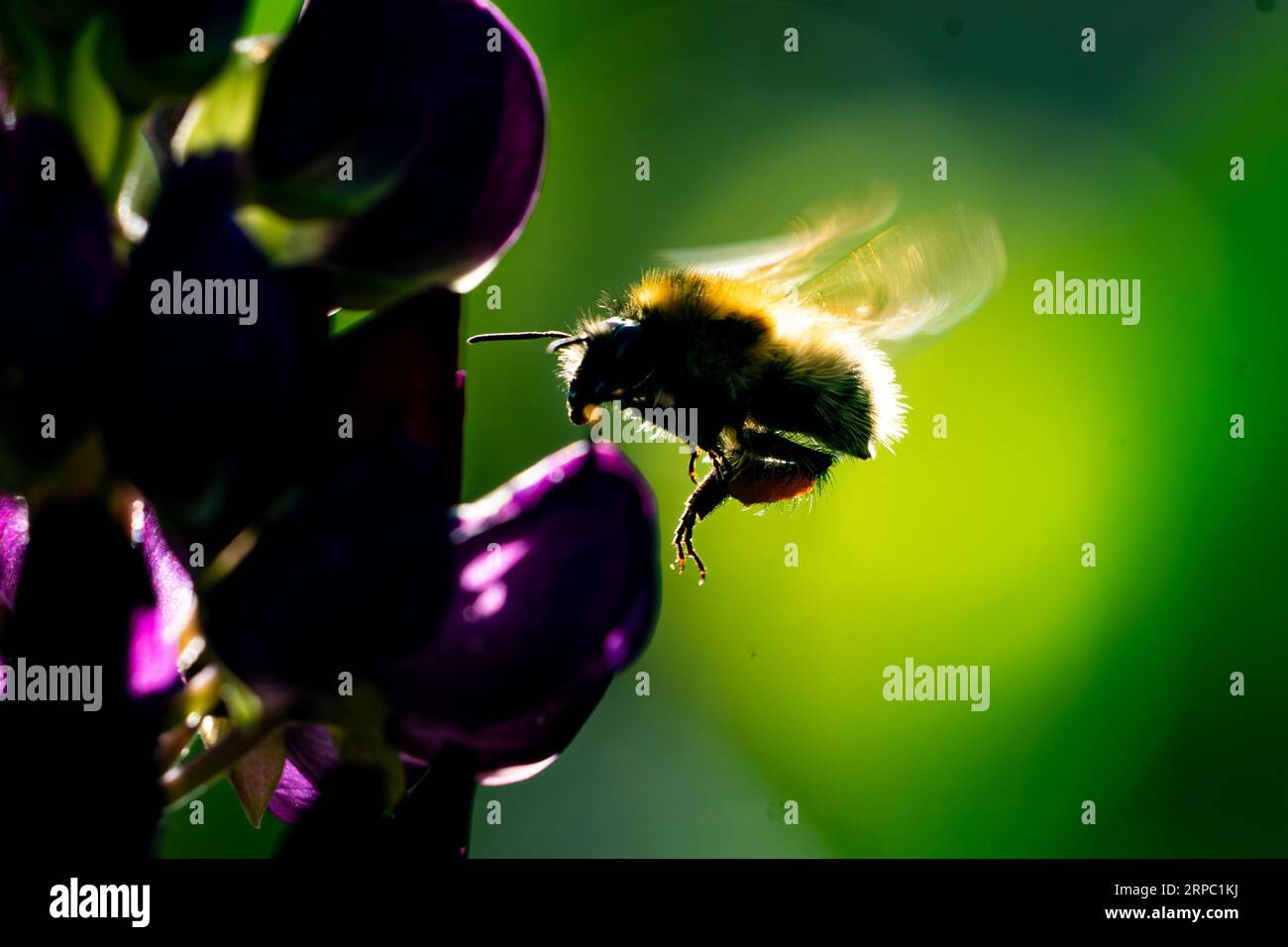 A busy bee collects pollen from a lupin flower as the low sun rises ...