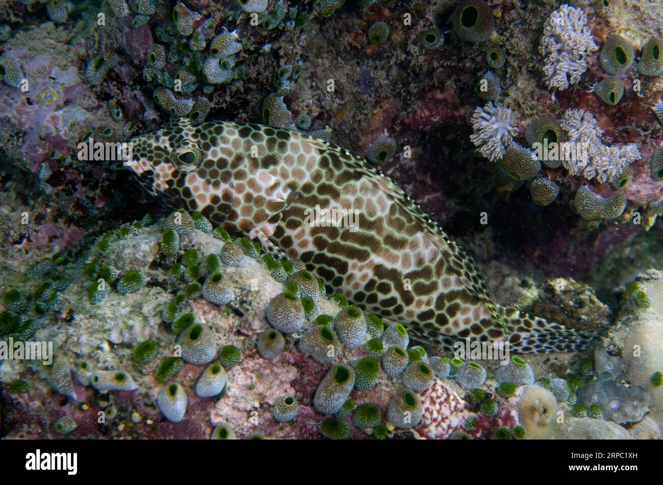 Honeycomb Grouper, Epinephelus merra, Murex House Reef dive site ...