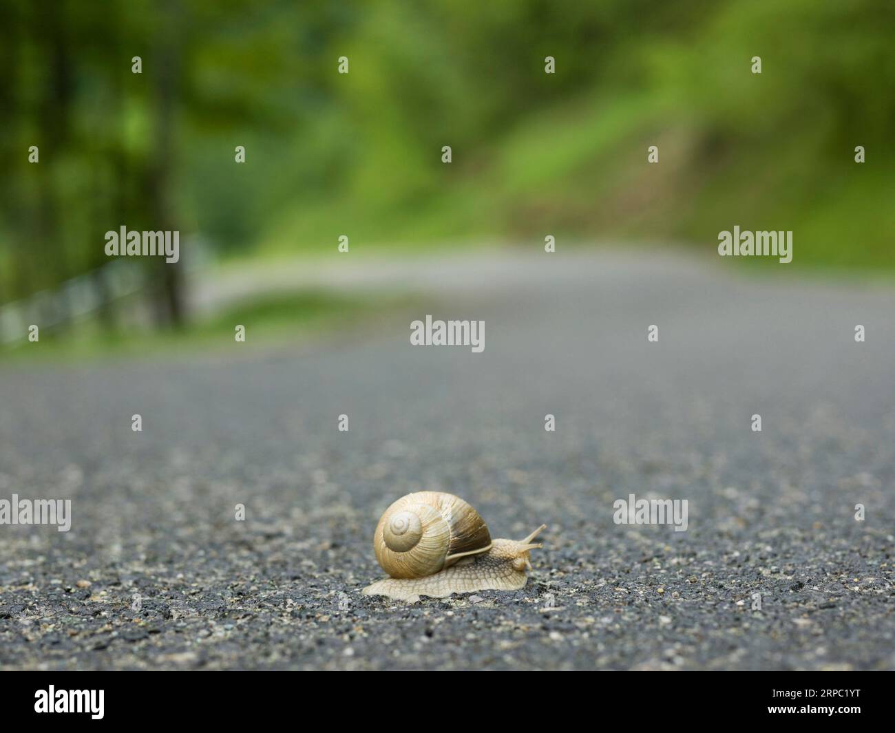 Snail crossing road hi-res stock photography and images - Alamy