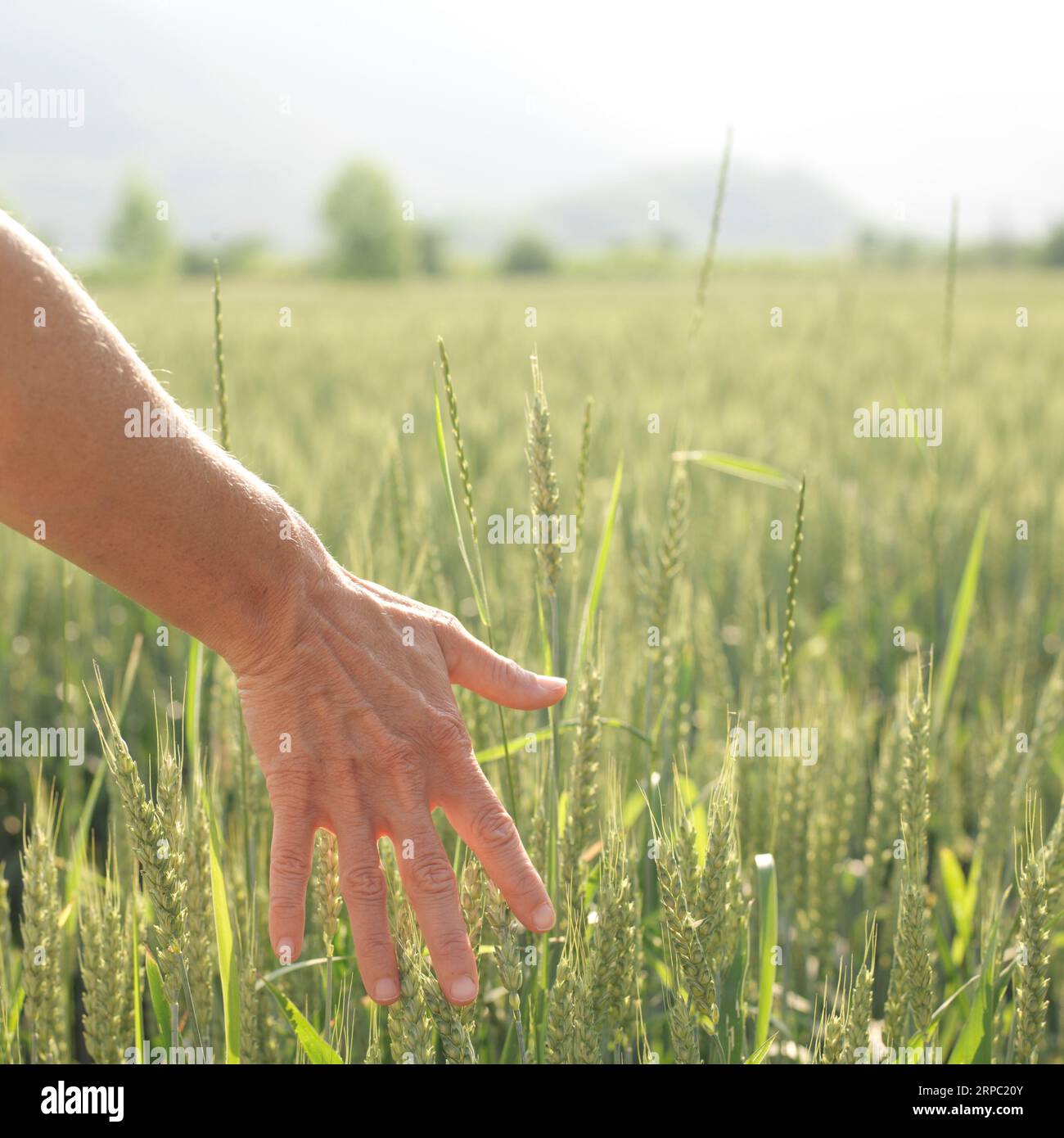 Desciduous hi-res stock photography and images - Alamy