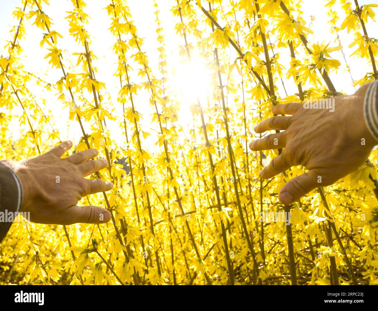 POV to business hands pulling back bushes Stock Photo - Alamy