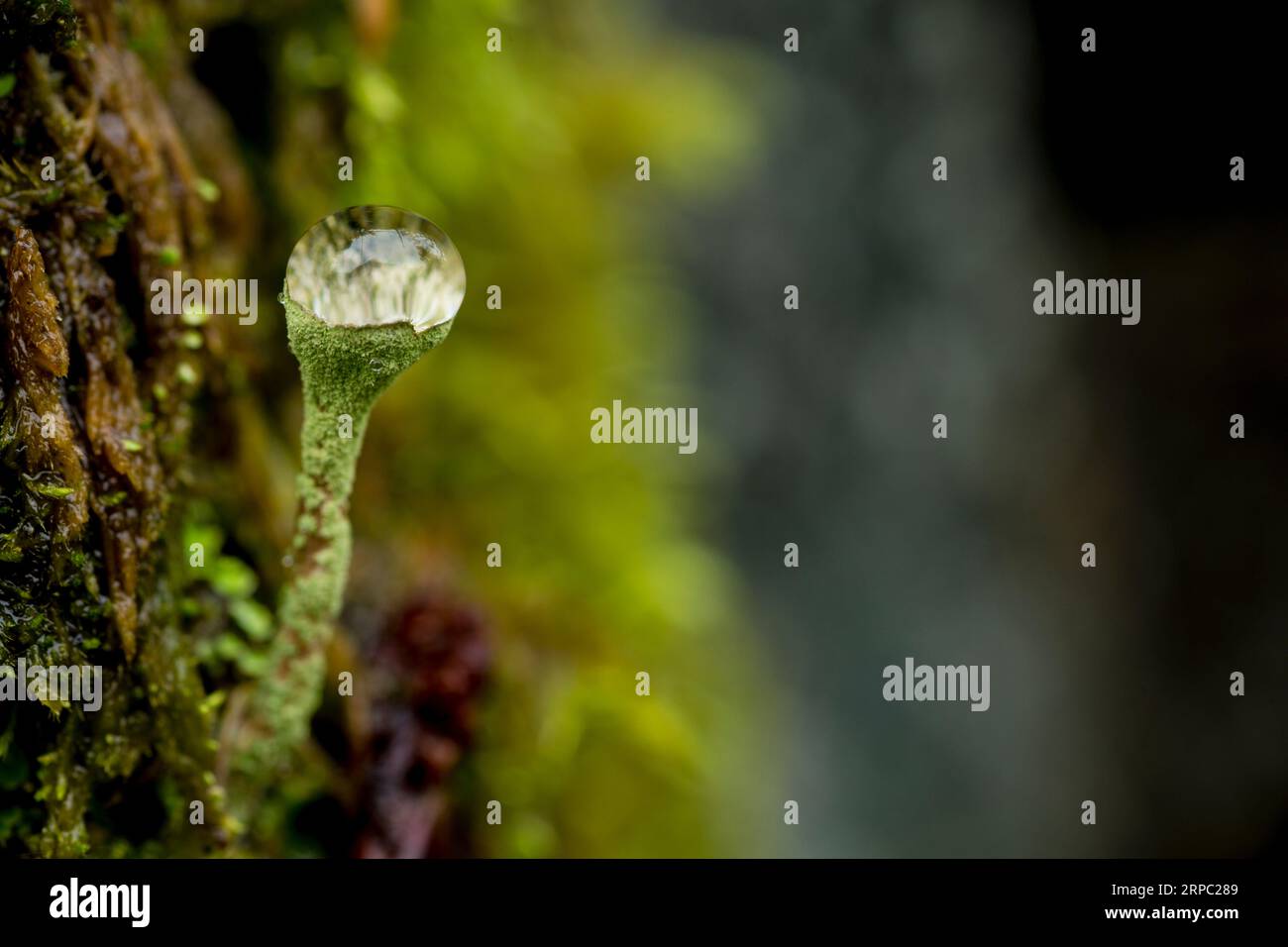 Fungus growth hi-res stock photography and images - Alamy