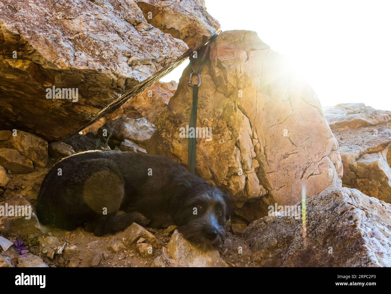 Crag dog hi-res stock photography and images - Alamy