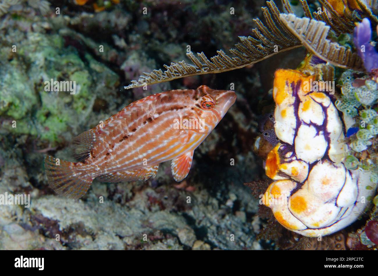 Cockerel Wrasse, Pteragogus enneacanthus, by Golden Sea Squirt ...