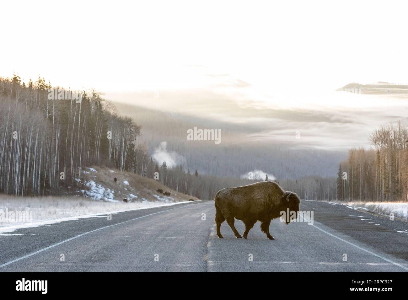 Buffalo on the Alaska Highway Stock Photo - Alamy