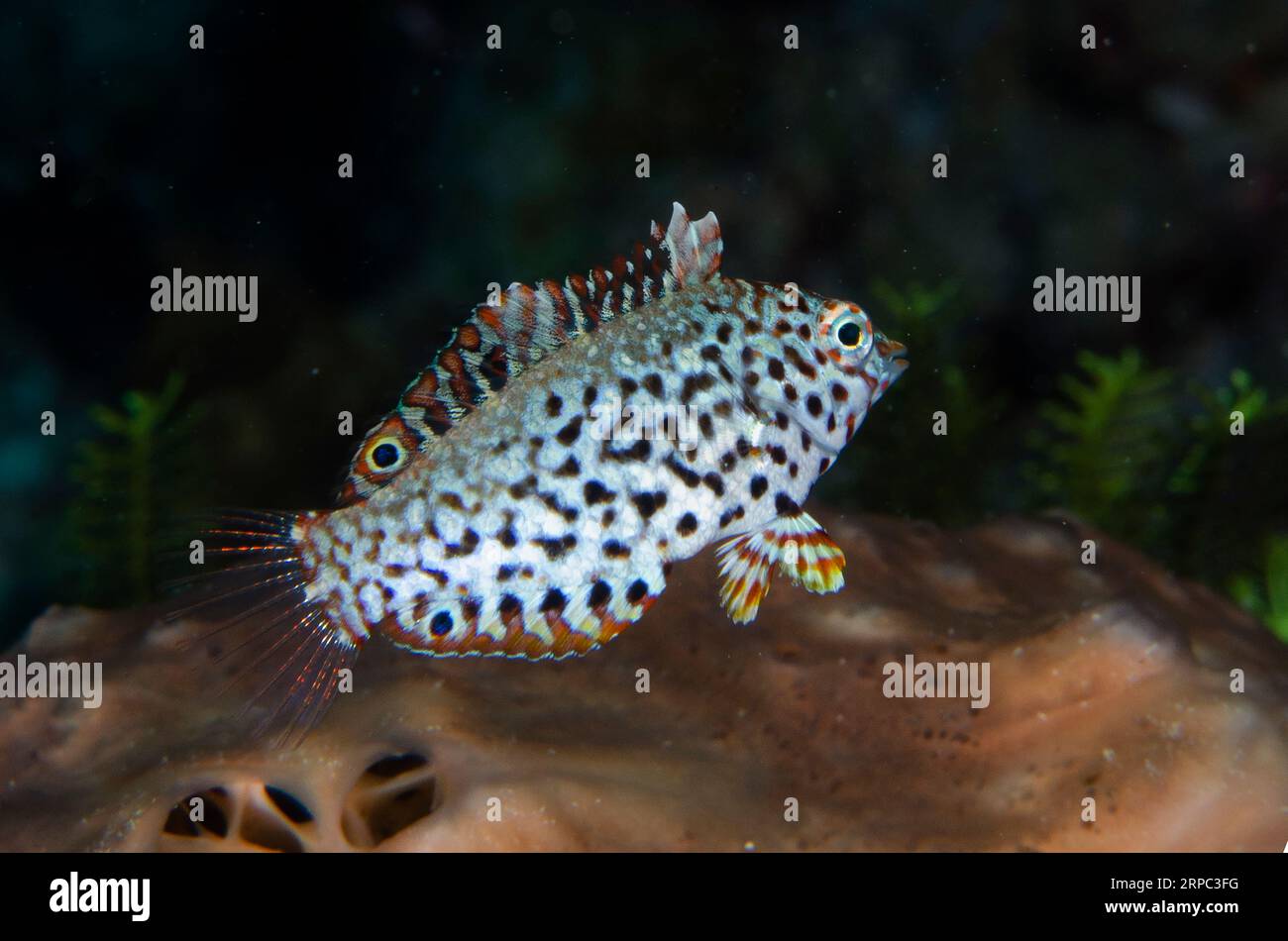 Juvenile Ornate Wrasse, Macropharyngodon ornatus, Murex House Reef dive ...