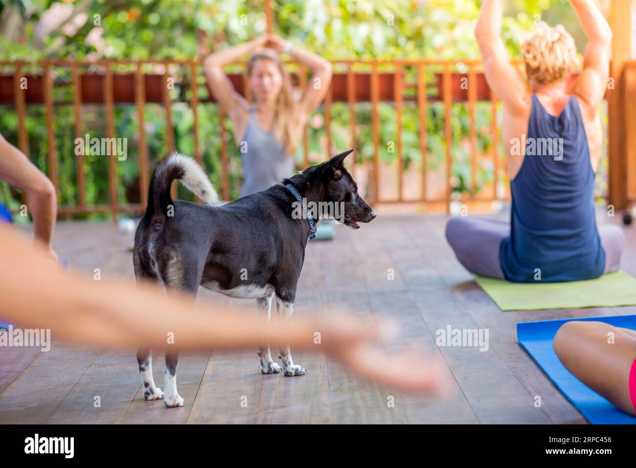 Pets yoga hi-res stock photography and images - Alamy