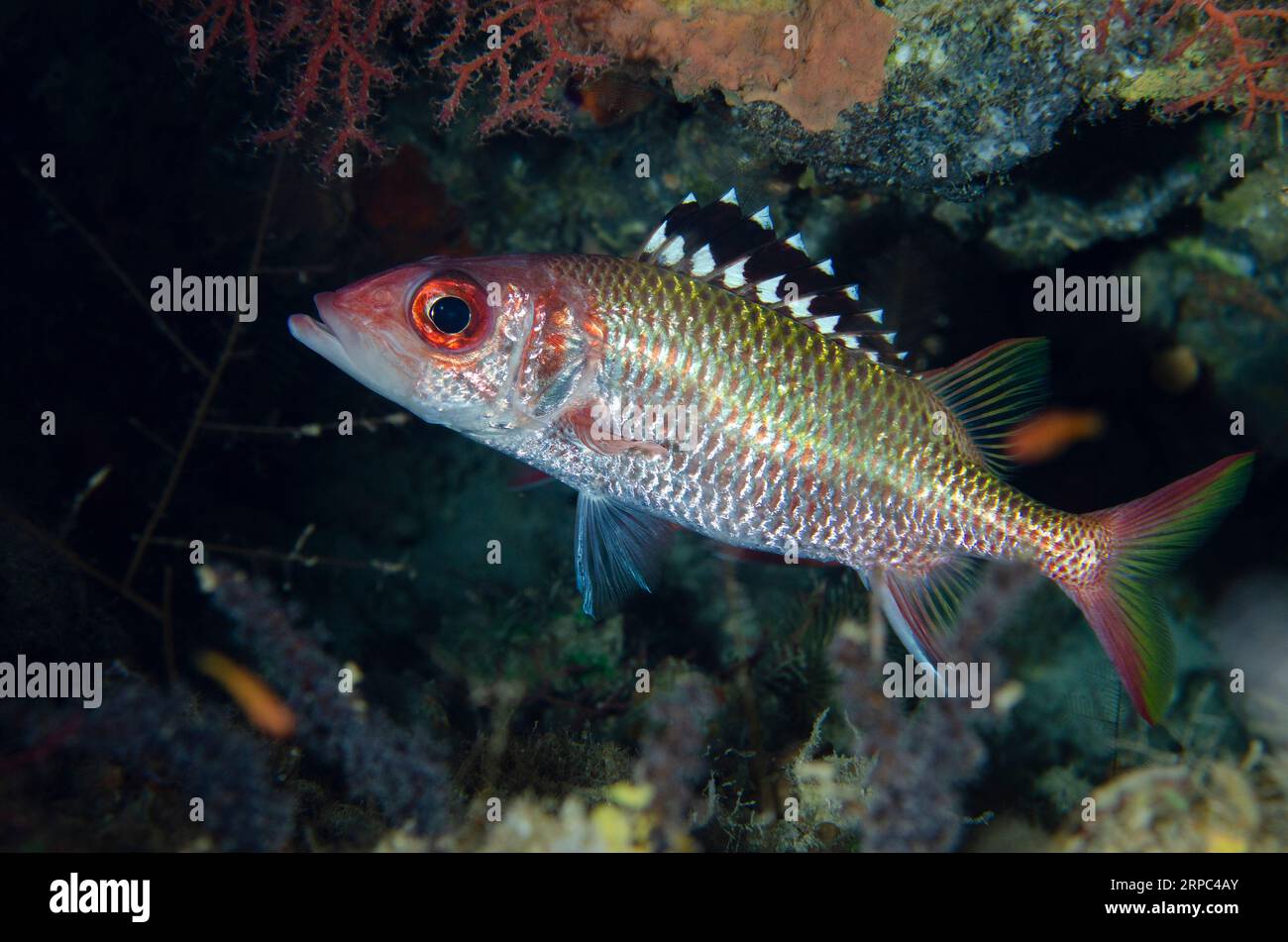 Neoniphon opercularis hi-res stock photography and images - Alamy
