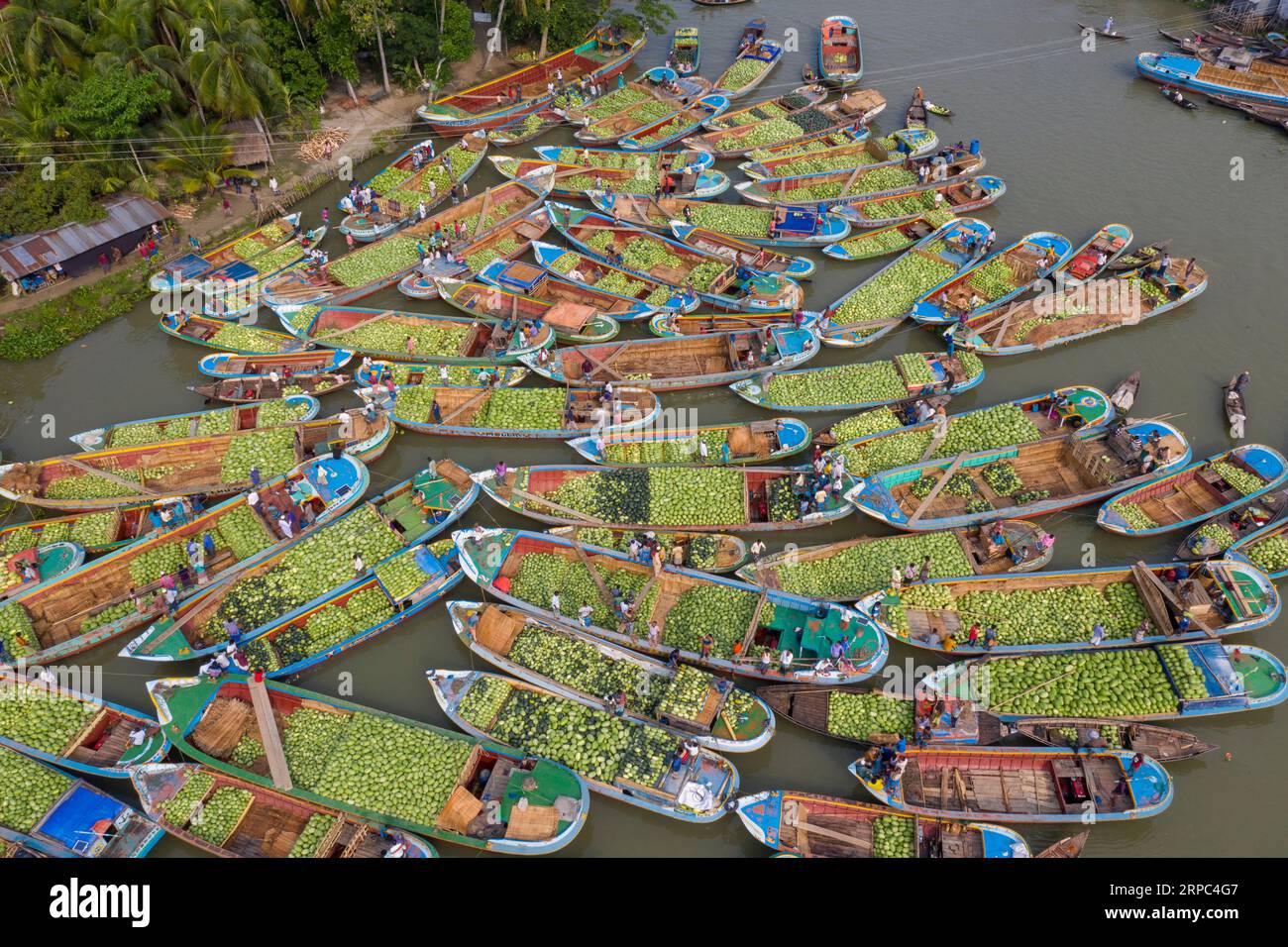 Farmers sell watermelons to middlemen at a bi-weekly floating market on ...