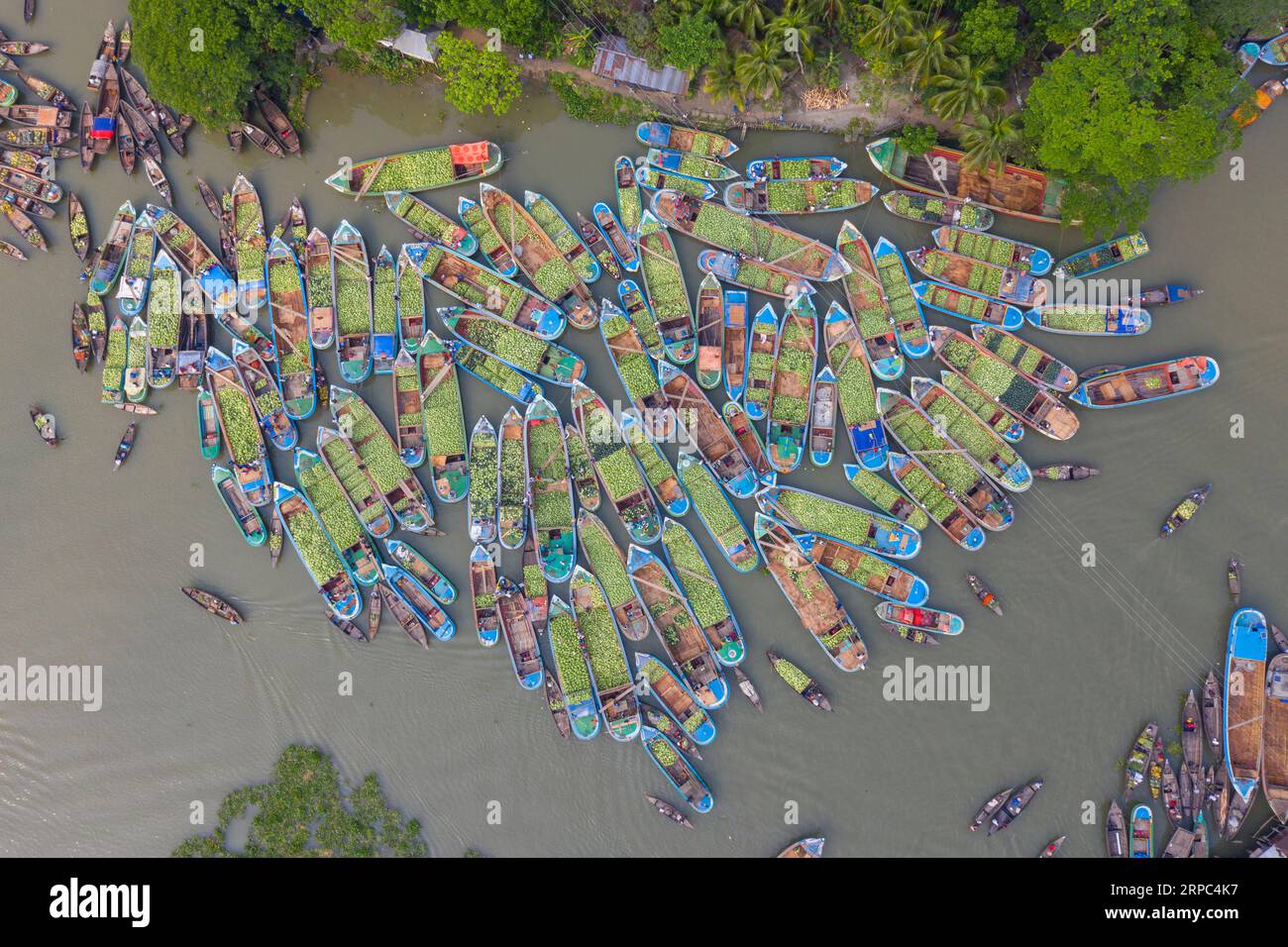 Farmers sell watermelons to middlemen at a bi-weekly floating market on ...