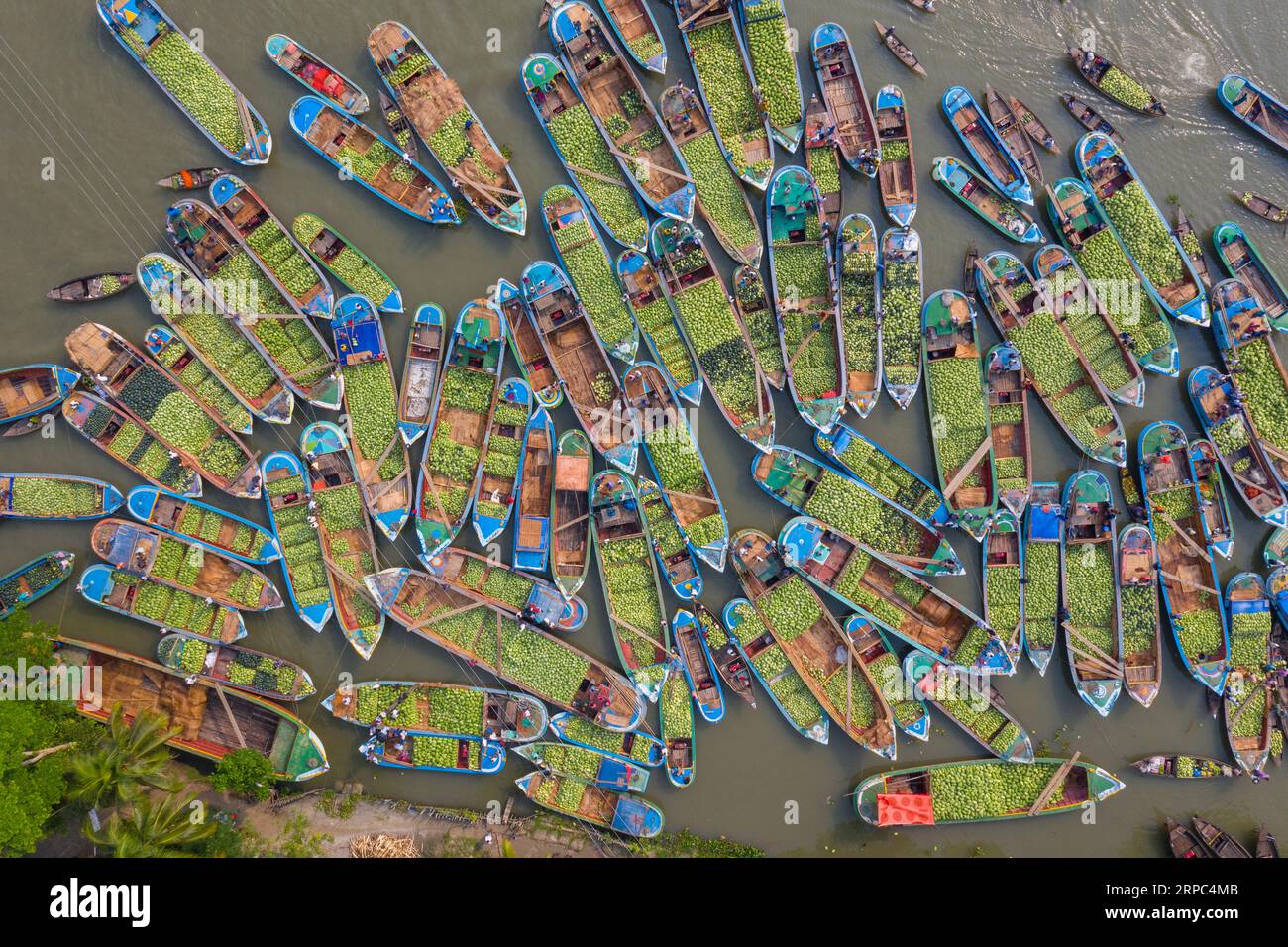Farmers sell watermelons to middlemen at a bi-weekly floating market on ...