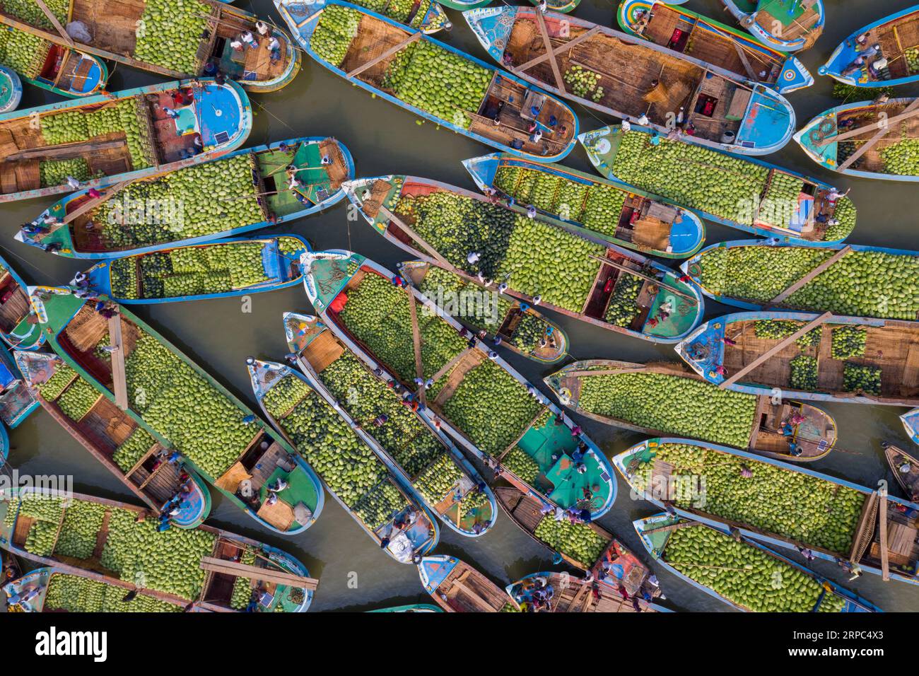 Farmers sell watermelons to middlemen at a bi-weekly floating market on ...