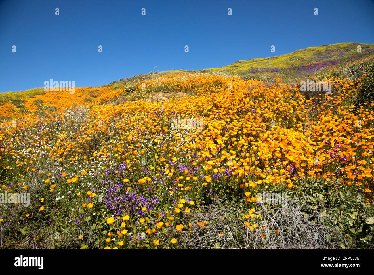 Hillside of wildflowers hi-res stock photography and images - Alamy