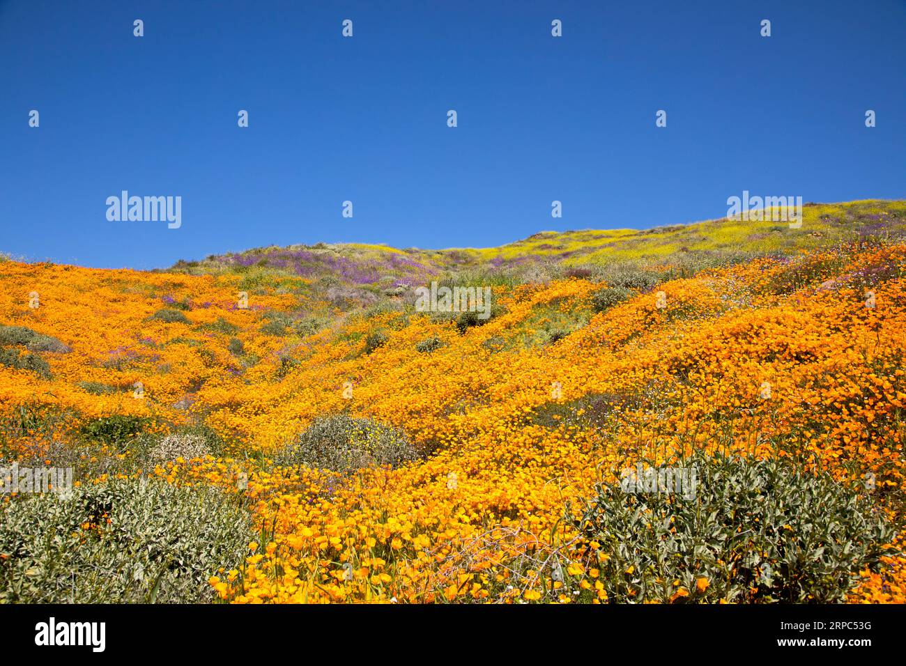 Wildflowers hillside hi-res stock photography and images - Alamy