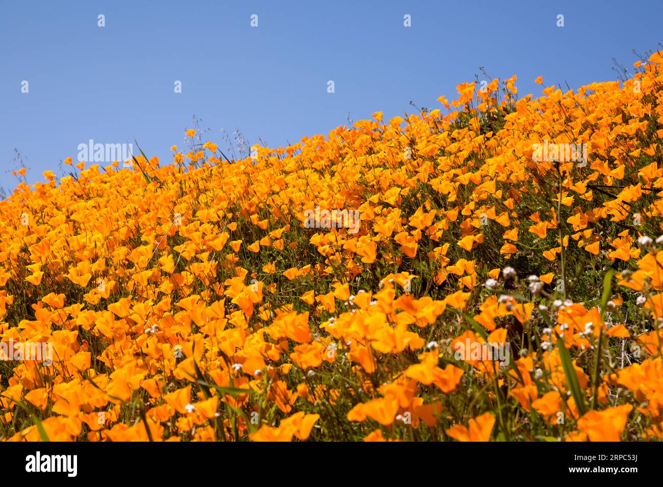 Wildflowers on hillside hi-res stock photography and images - Alamy