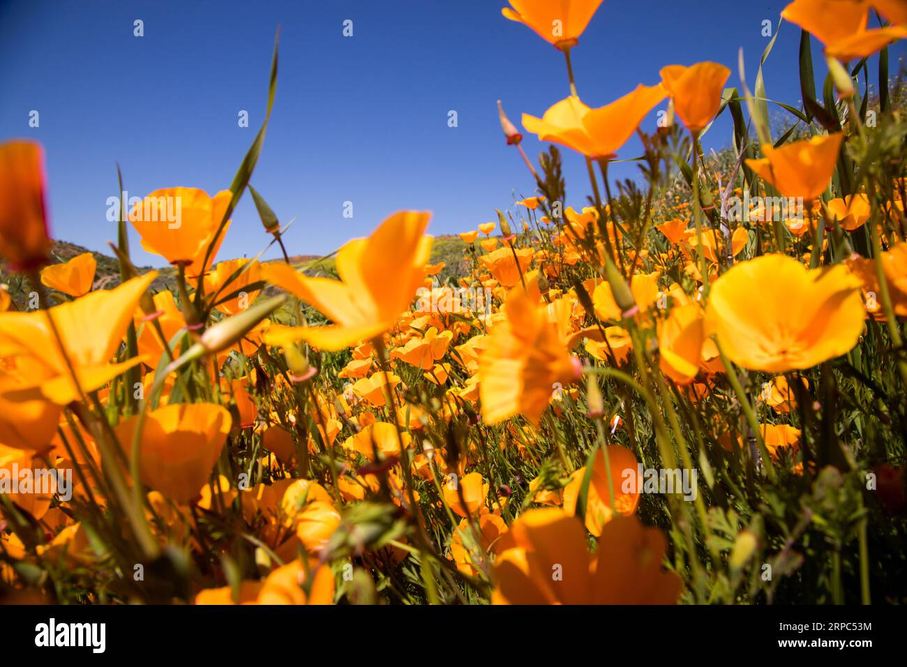 Hillside flowers hi-res stock photography and images - Alamy