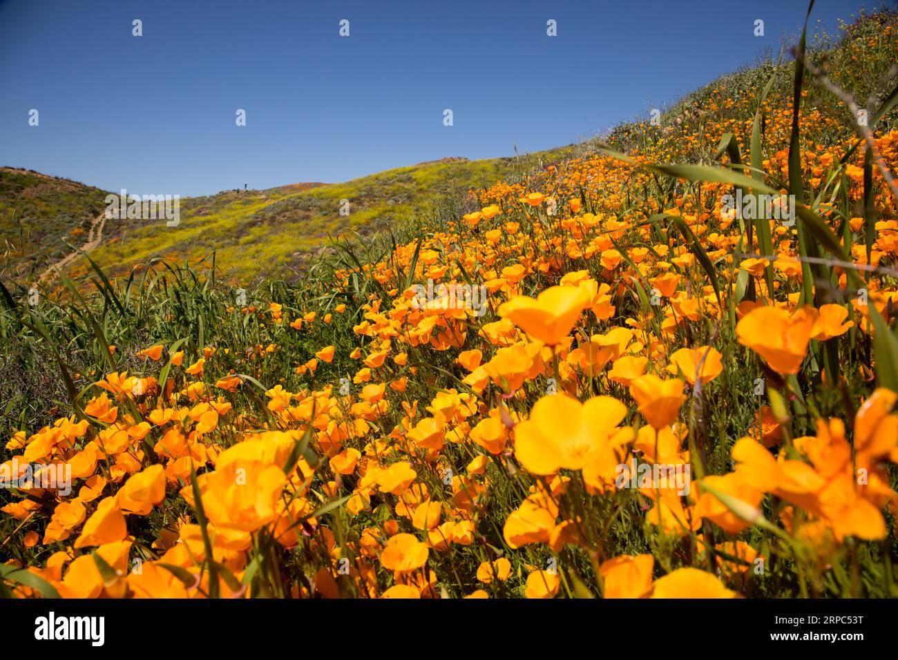 Covered in wild flowers hi-res stock photography and images - Alamy
