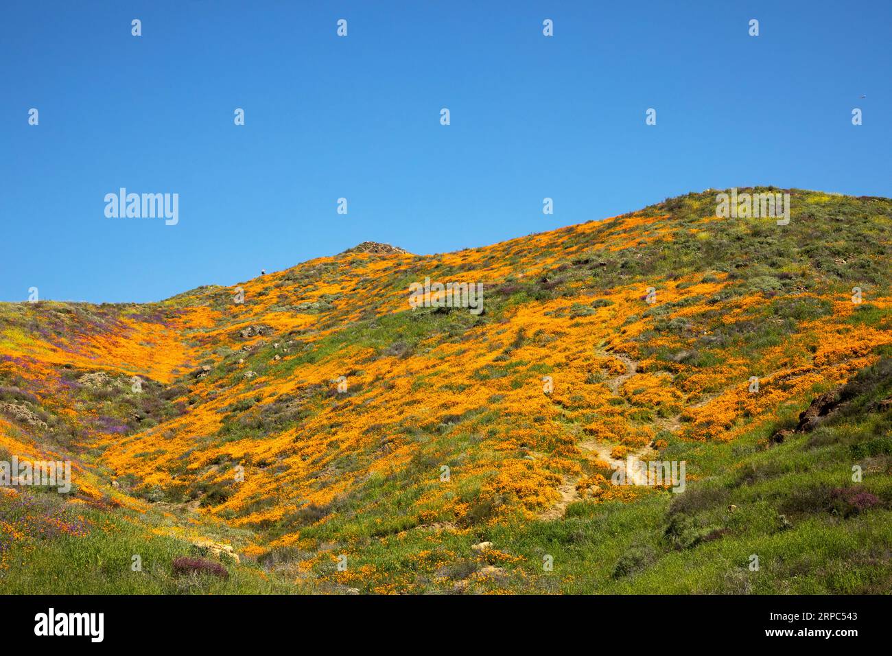 hillside full of wild flowers with hikers on ridgeline Stock Photo - Alamy