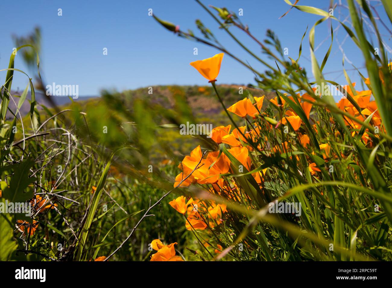 Wildflowers on hillside hi-res stock photography and images - Alamy