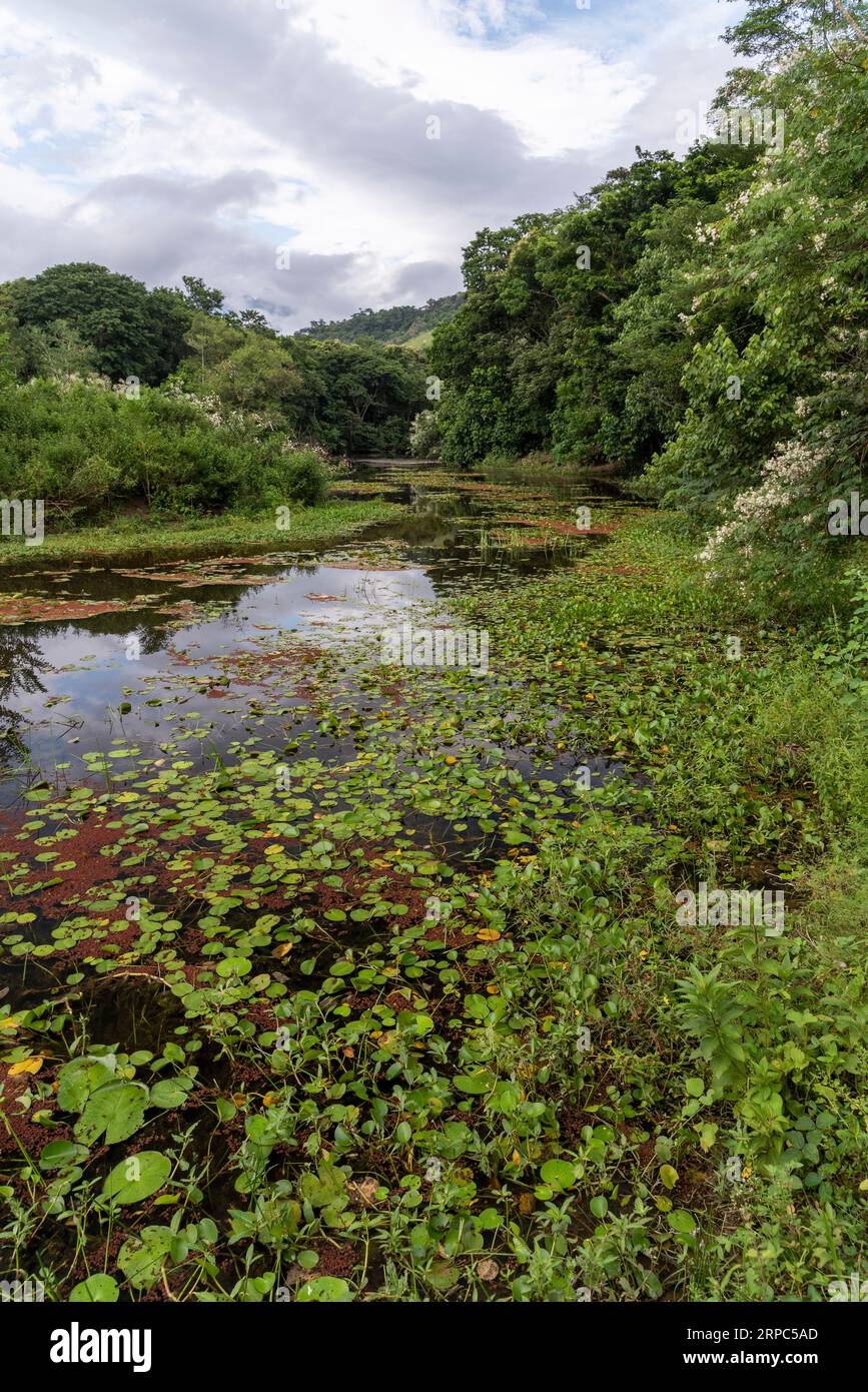 Atlantic rainforest landscape with green water vegetation on lake Stock ...