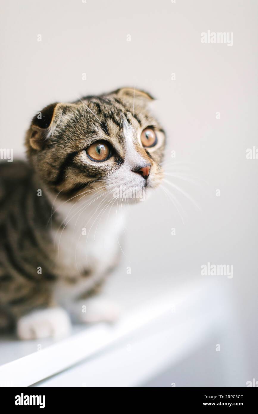 Low angle view of cat looking away while sitting on white background ...