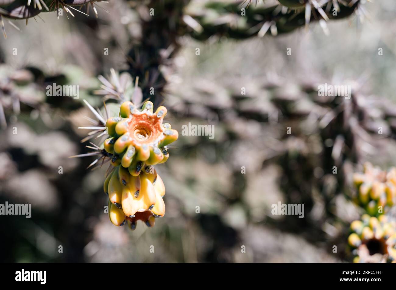 Close up shot of Walking Stick Cactus and yellow fruit Stock Photo - Alamy
