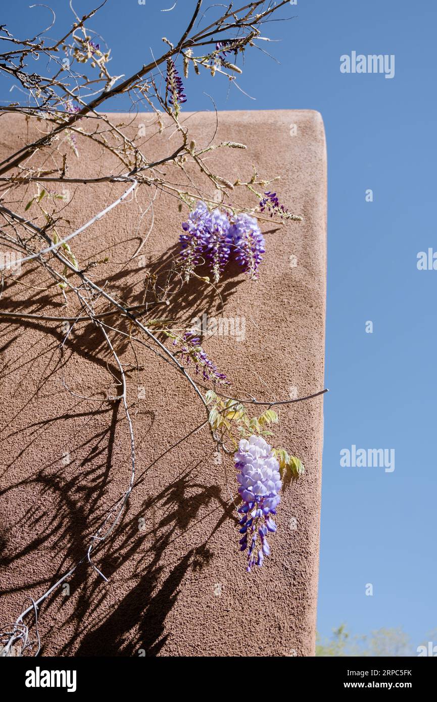 Wisteria flowers building hi-res stock photography and images - Alamy