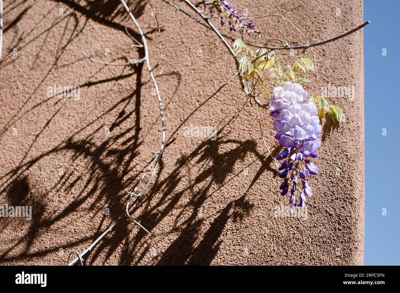 Wisteria flowers building hi-res stock photography and images - Alamy