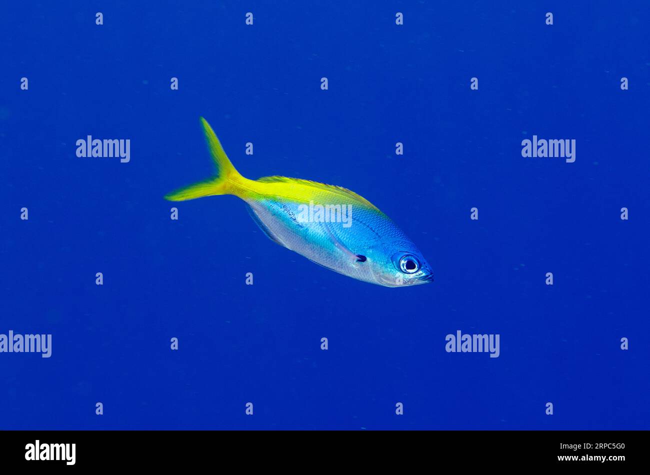 Beautiful fusilier hi-res stock photography and images - Alamy