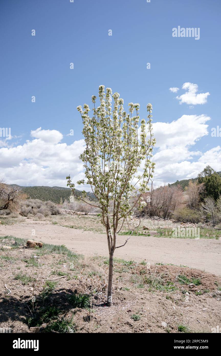 Tree flowering in the desert in spring with dirt road behind Stock ...