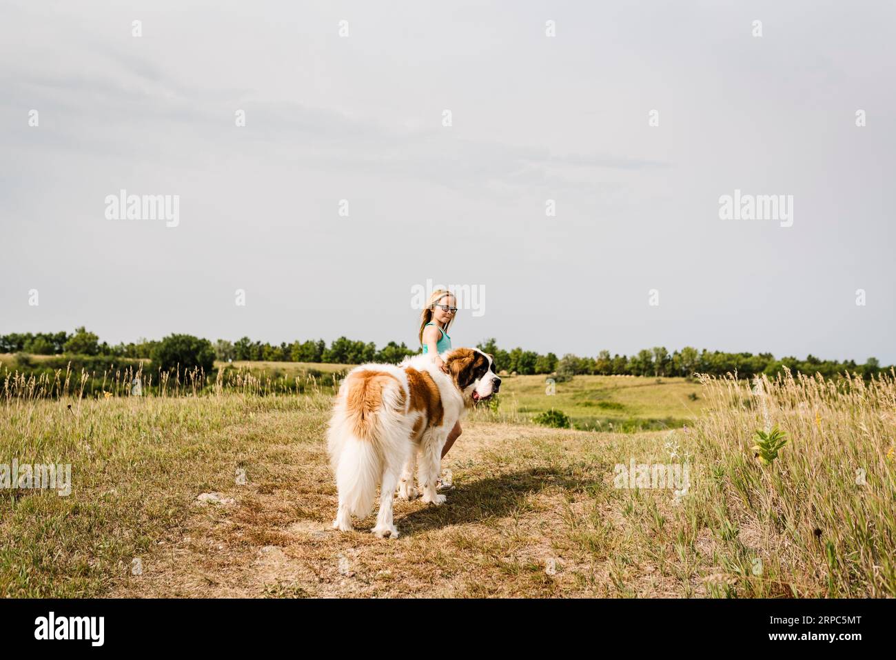 Little girl walks with big St. Bernard dog on prairie trail Stock Photo ...