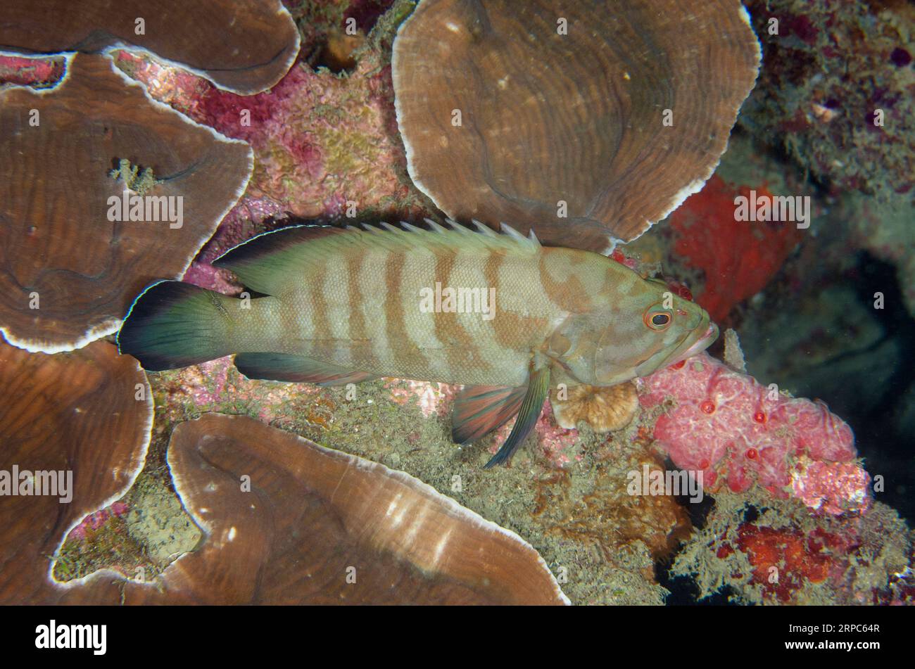 Chocolate Grouper, Cephalopholis boenak, Pasir Putih dive site, Weda ...
