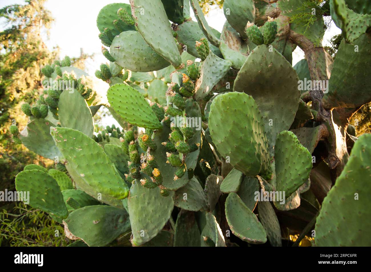 Pineapple Cactus Plant