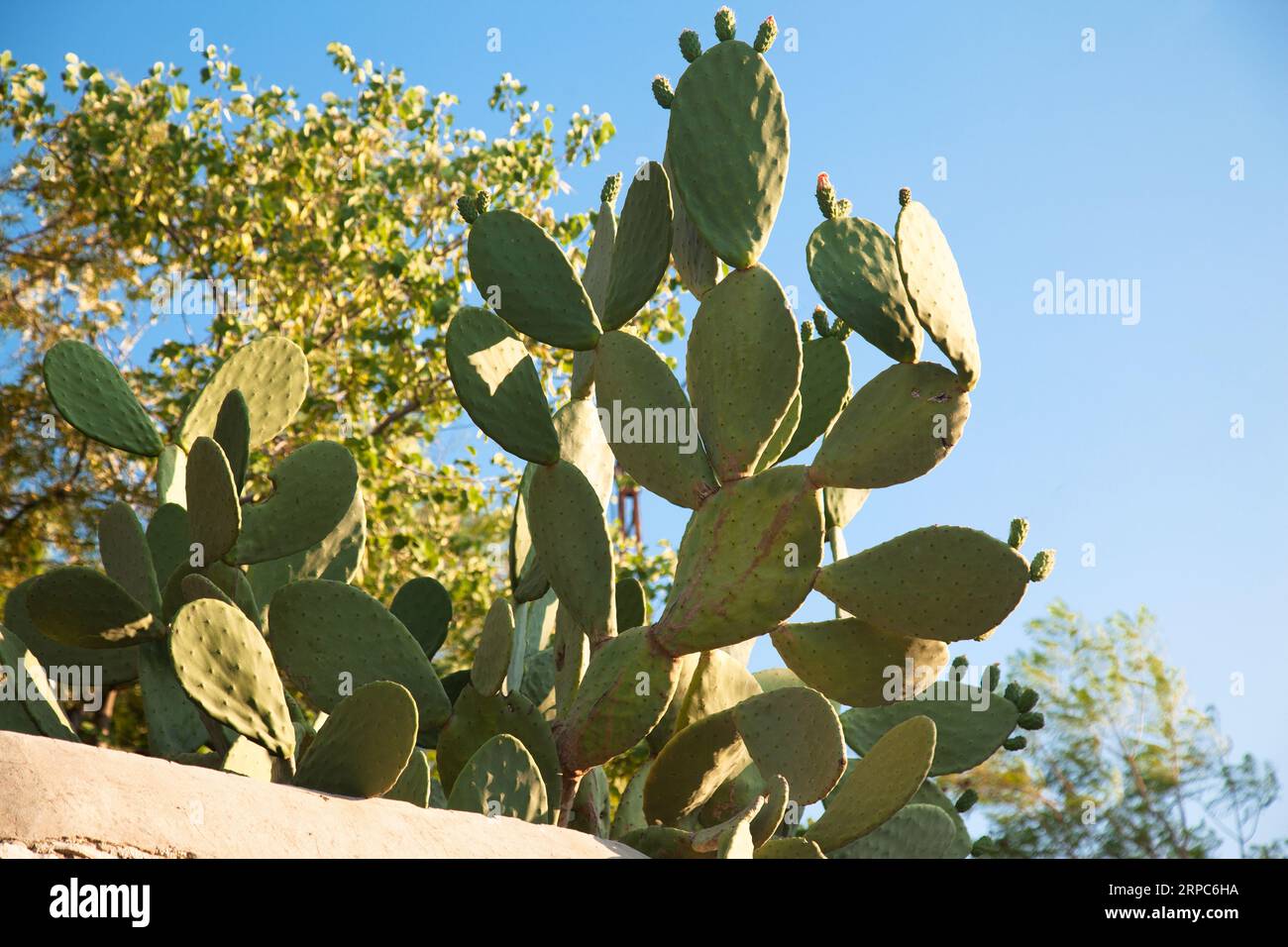 Pineapple or opuntia plant from the cactus family that grows in ...