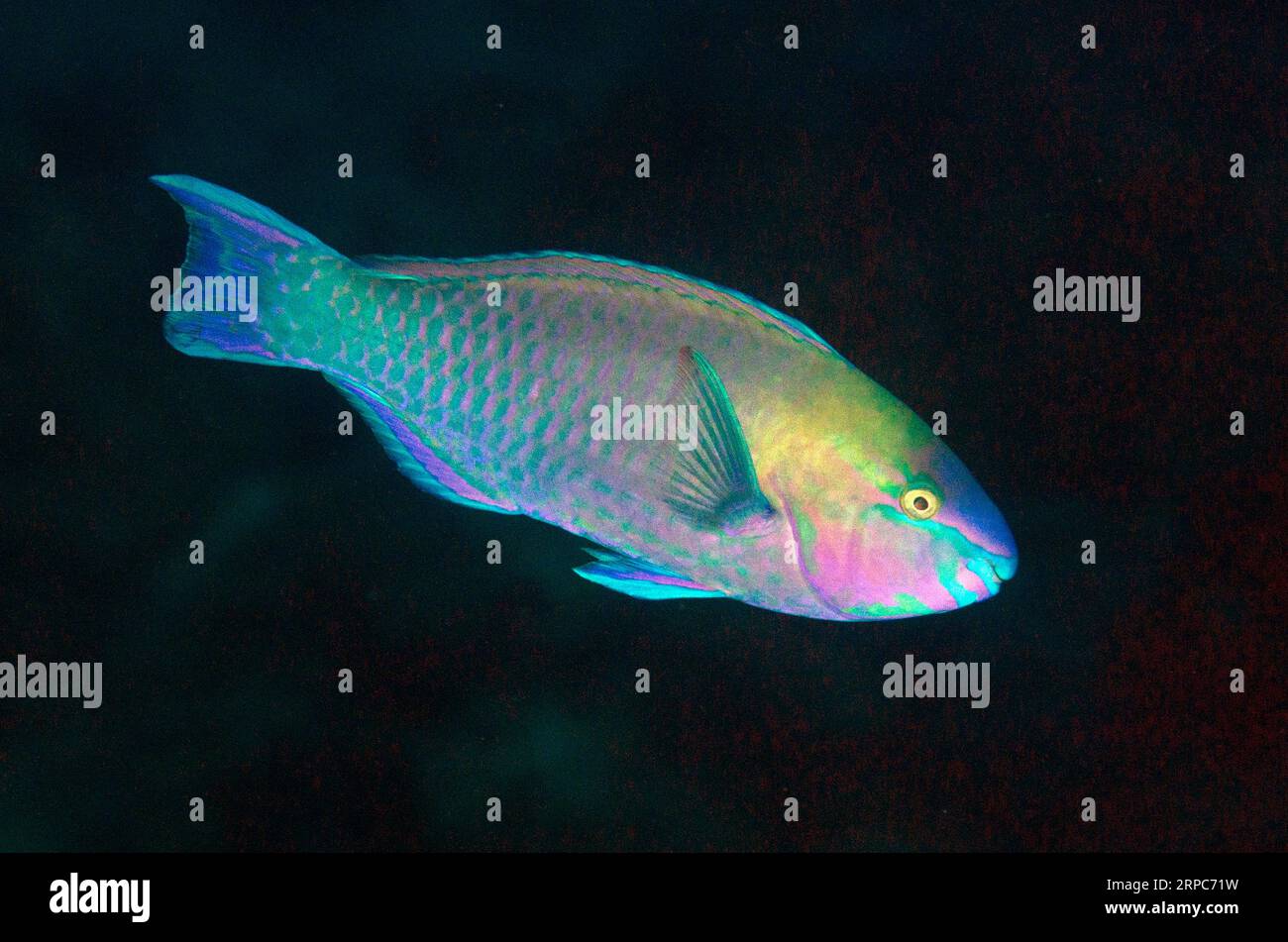 Palenose Parrotfish, Scarus psittacus, Gemaf dive site, Weda, Halmahera ...