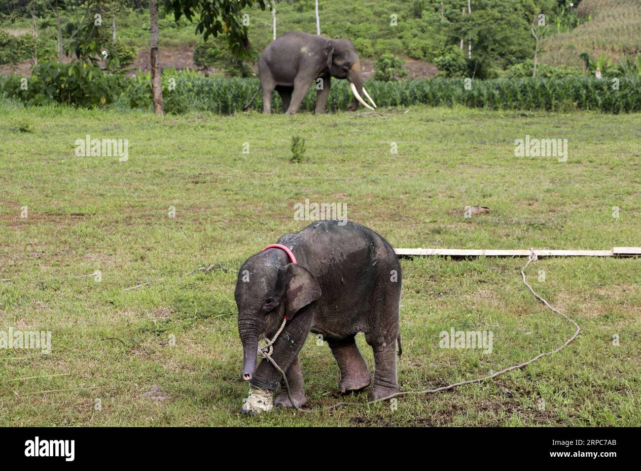Trapped baby elephant hi-res stock photography and images - Alamy