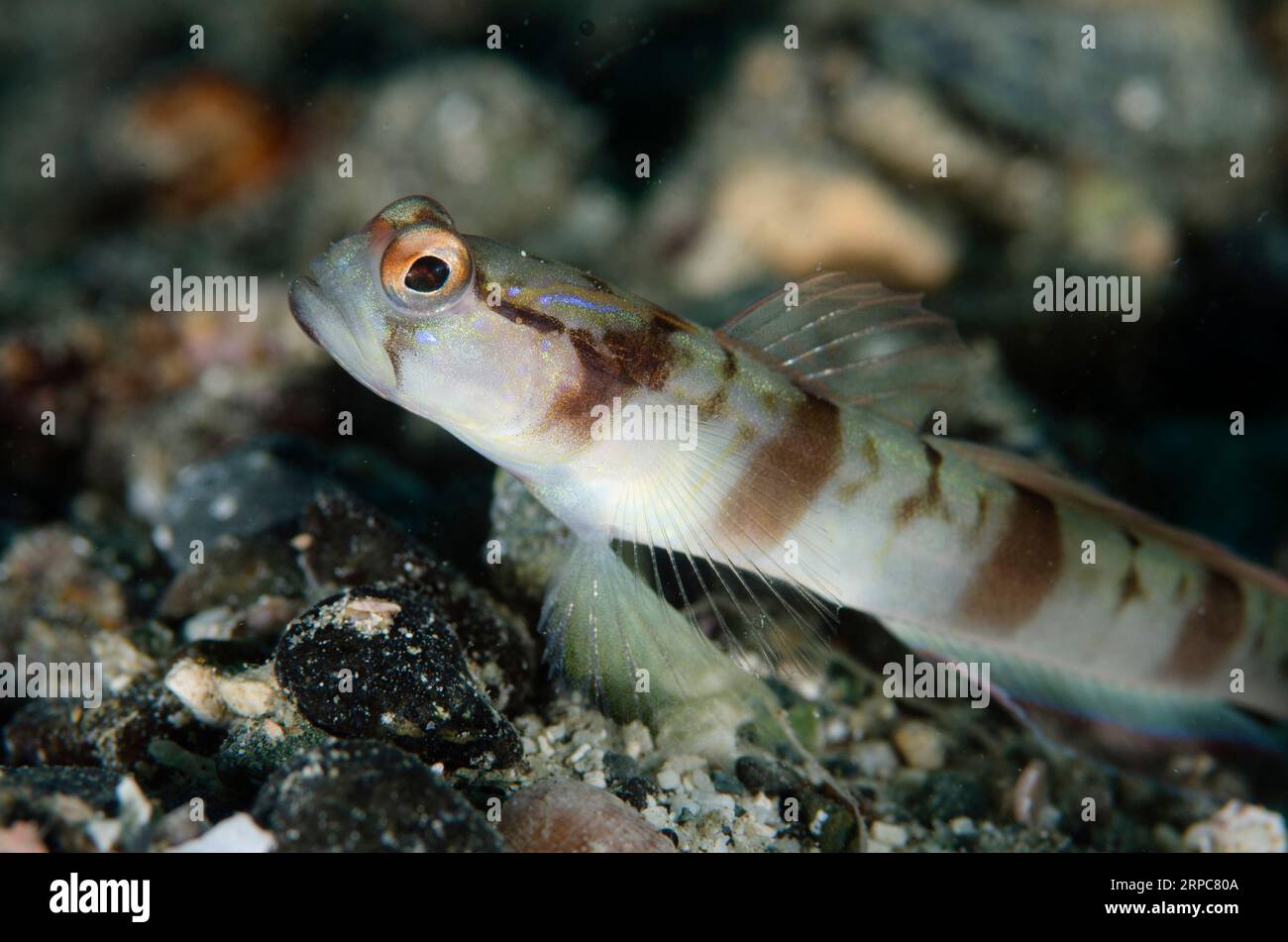 Masked Shrimpgoby, Amblyeleotris gymnocephala, Gemaf dive site, Weda ...