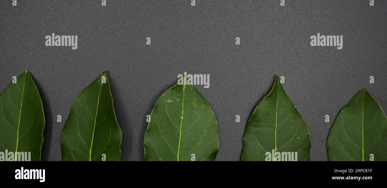 Daphne leaf, aromatic bay leaf, Laurus nobilis leaf, isolated on black ...