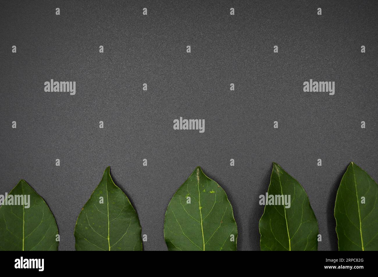 Daphne leaf, aromatic bay leaf, Laurus nobilis leaf, isolated on black ...