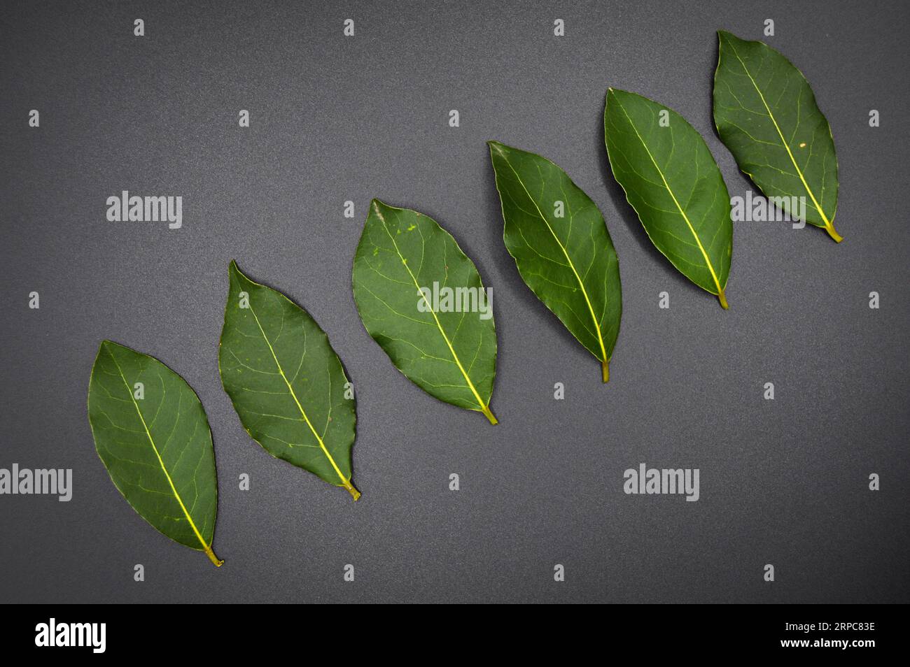 Daphne leaf, aromatic bay leaf, Laurus nobilis leaf, isolated on black ...