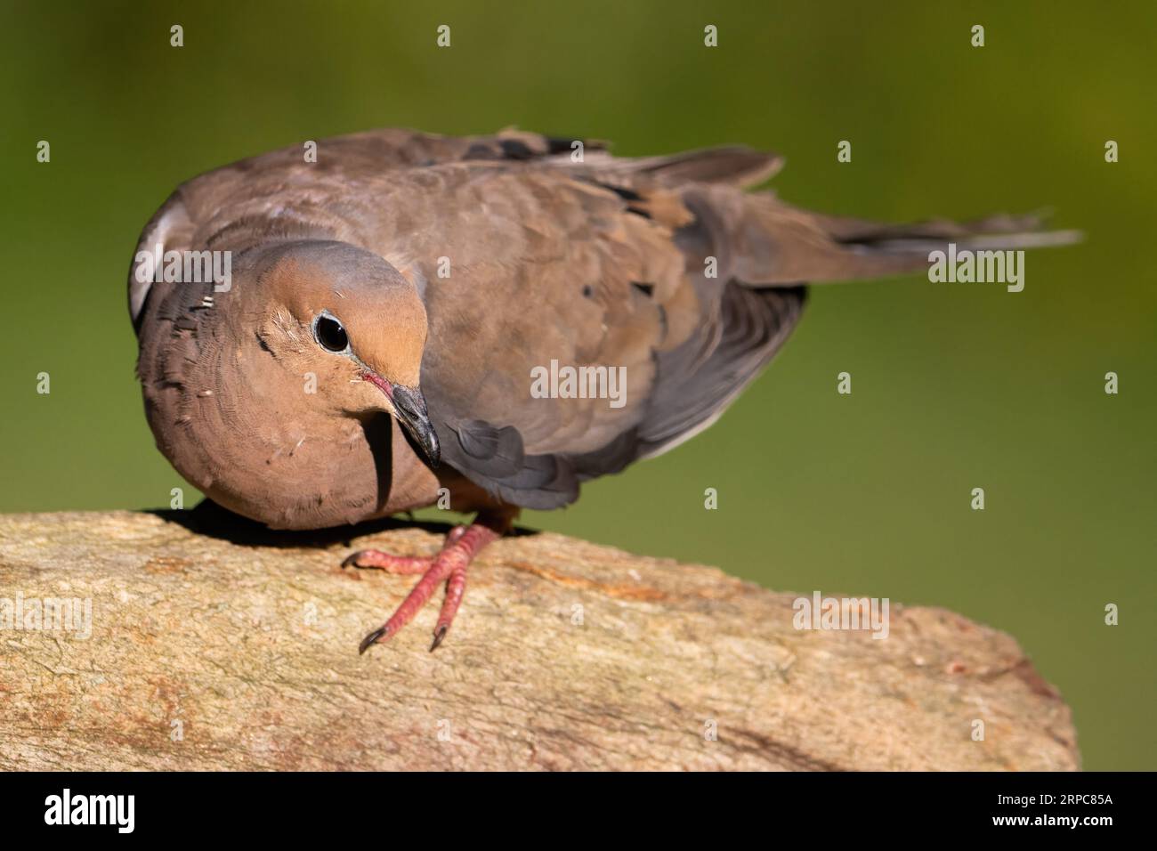 Birds graceful stance hi-res stock photography and images - Alamy