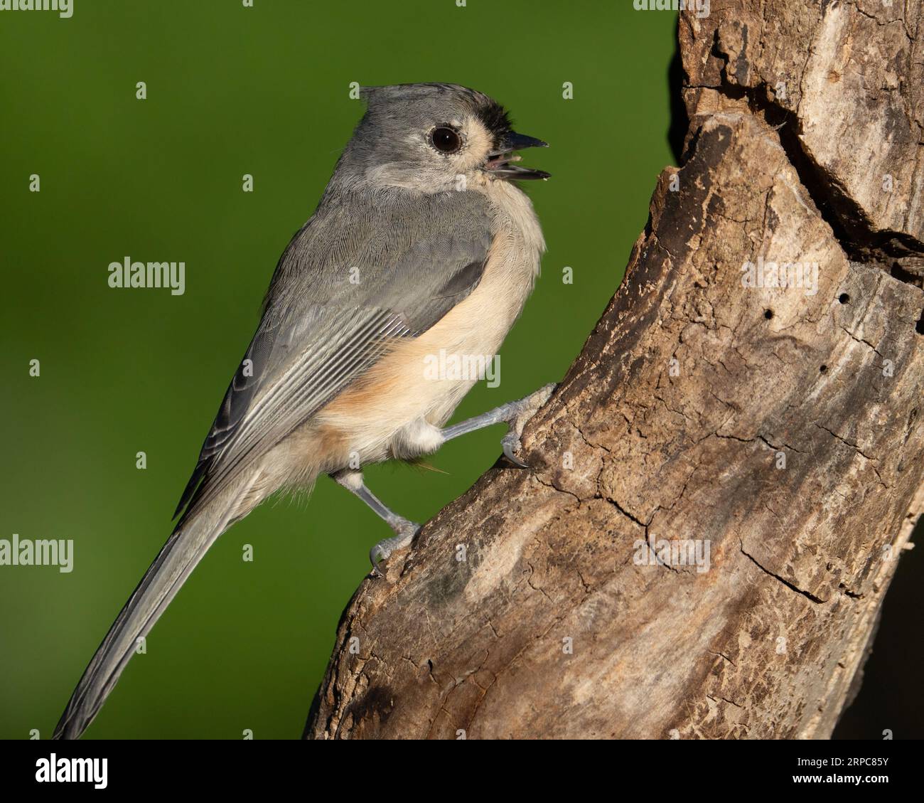 Carolina titmouse hi-res stock photography and images - Alamy