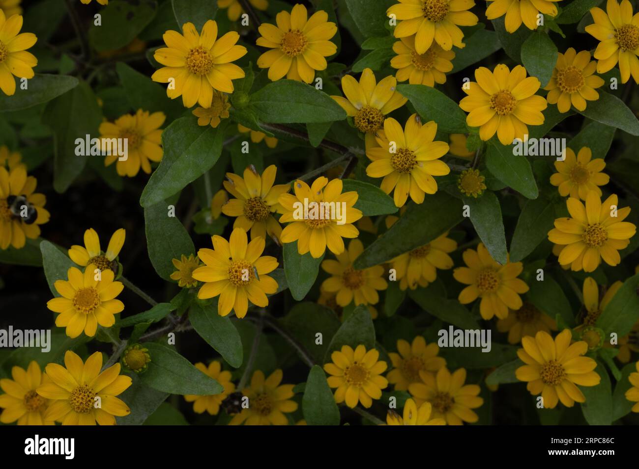 Cluster of yellow flowers in spring landscape Stock Photo - Alamy