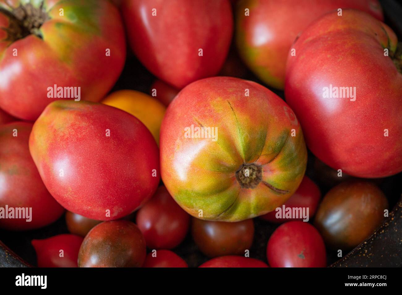 Natural-looking vegetables in a supermarket - tomatoes Stock Photo - Alamy