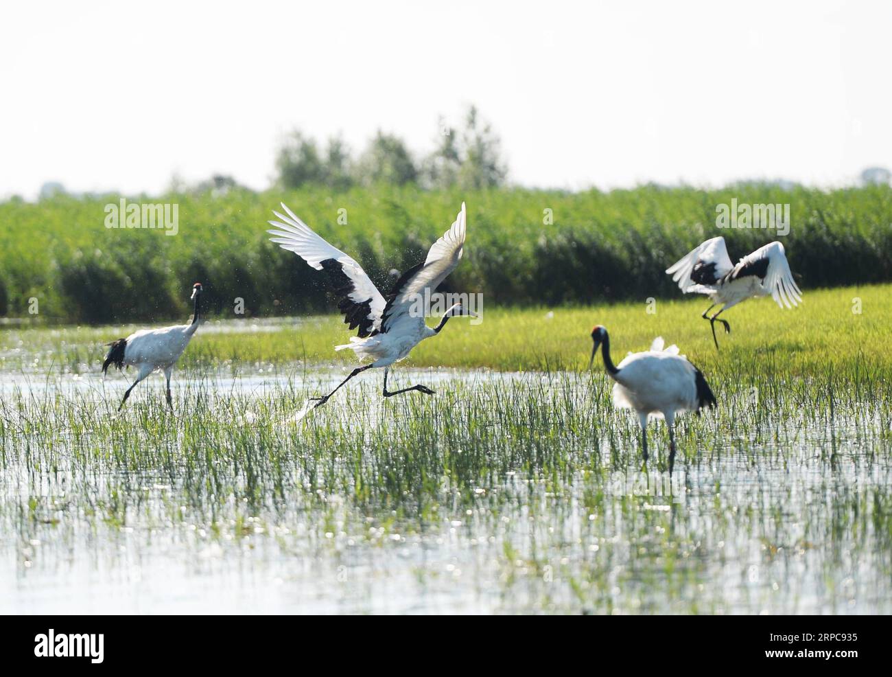 Wetlandprotection hi-res stock photography and images - Alamy