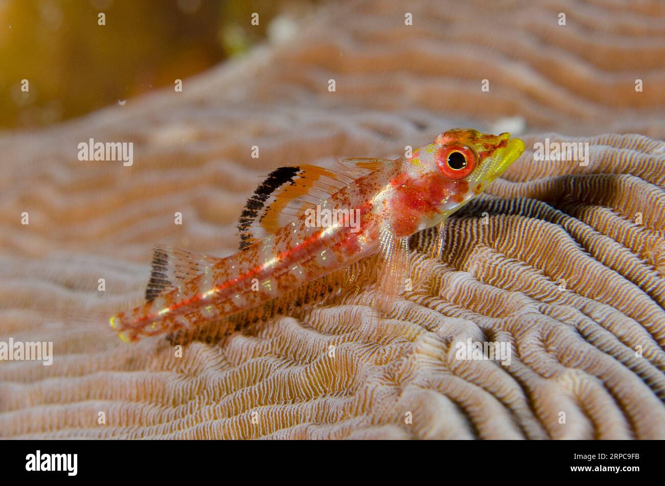 Longjaw triplefin hi-res stock photography and images - Alamy