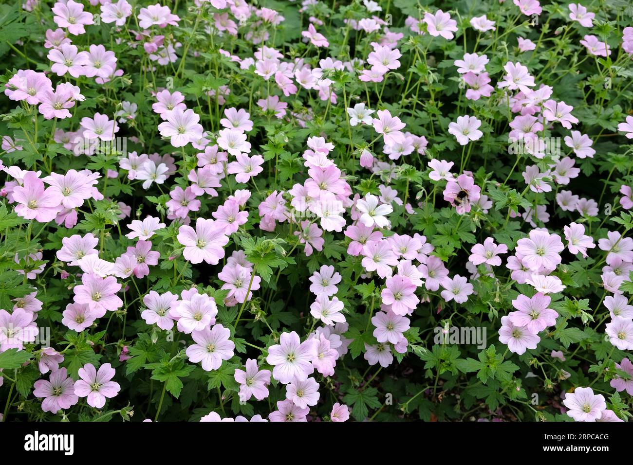 Soft pink Cranesbill 'Dreamland' also known as Geranium 'Bremdream' in ...