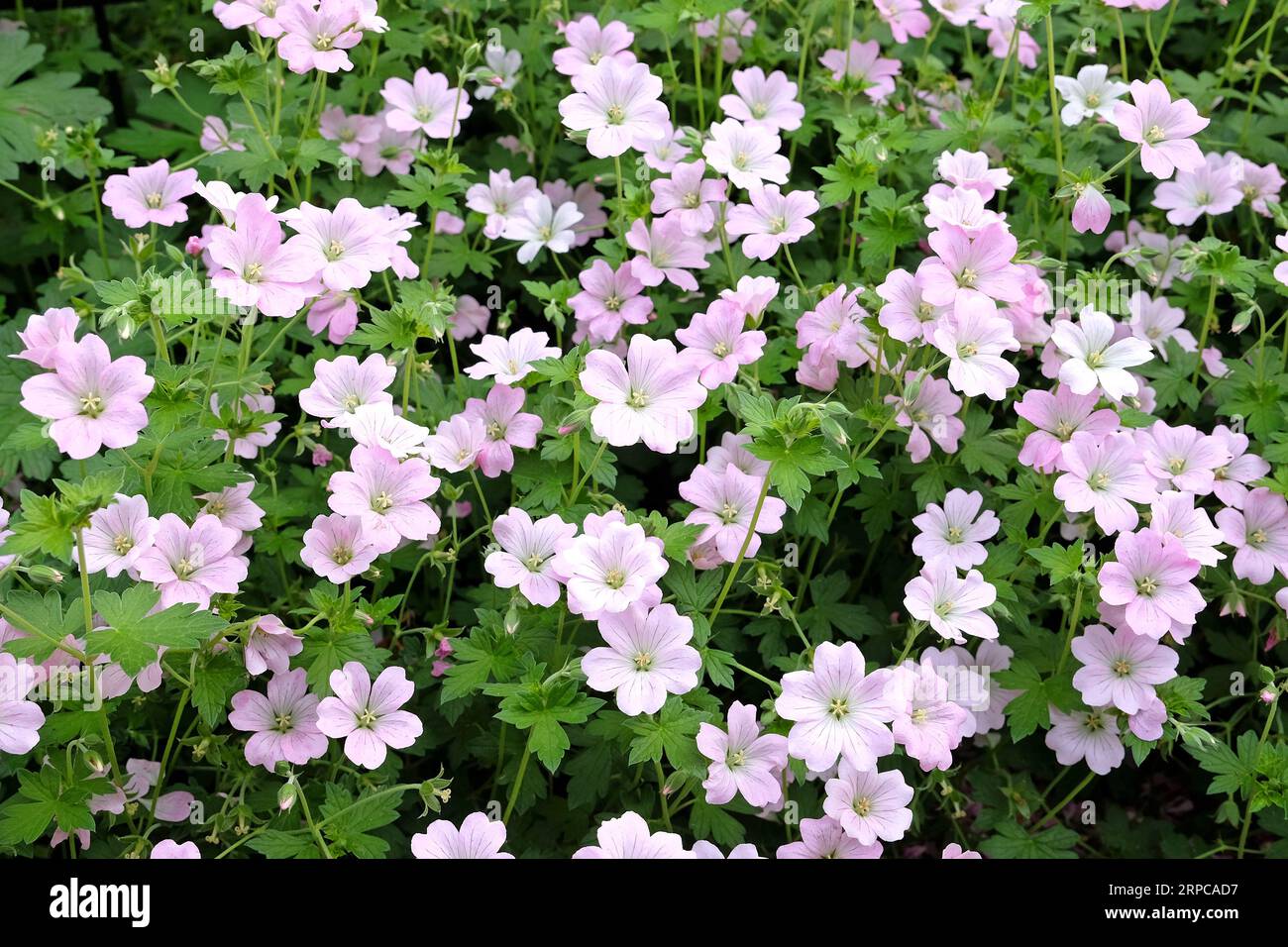 Soft pink Cranesbill 'Dreamland' also known as Geranium 'Bremdream' in ...